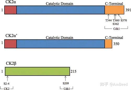 【AmBeed解读】CK2：细胞生物学中的关键调节因子 - 知乎