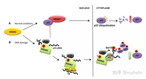 聊聊p53 mRNA - 知乎