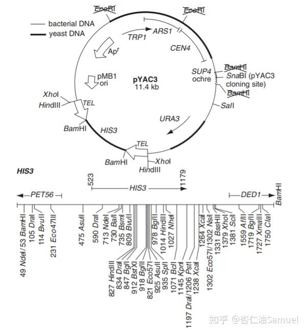 《EVA》中绫波丽手中的生物书到底是什么来头？ - 知乎