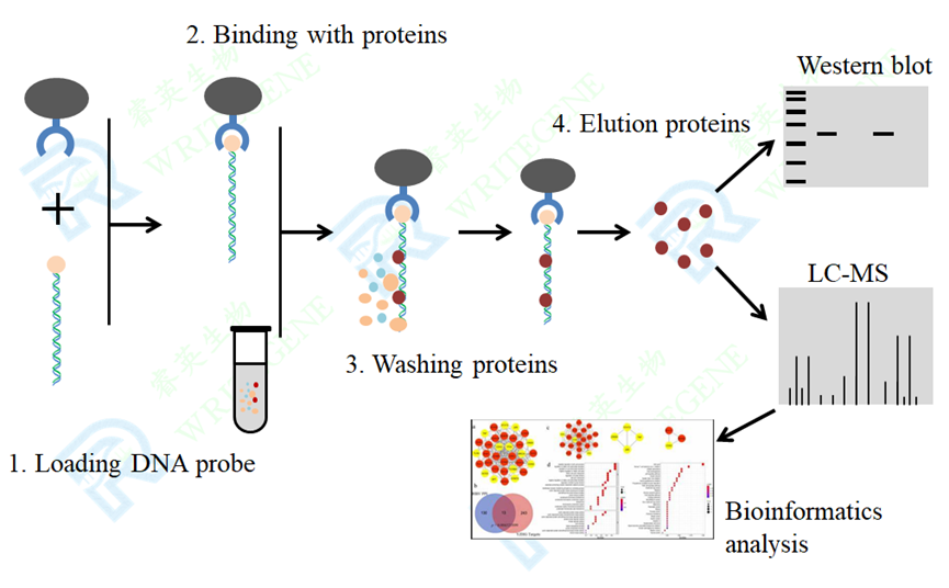 DNA pull down - 知乎