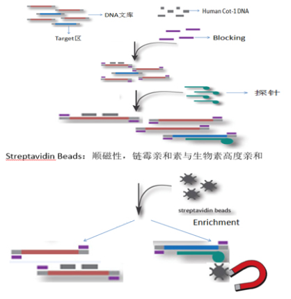 IVD分子杂交关键原料之COT 1 Human DNA - 知乎