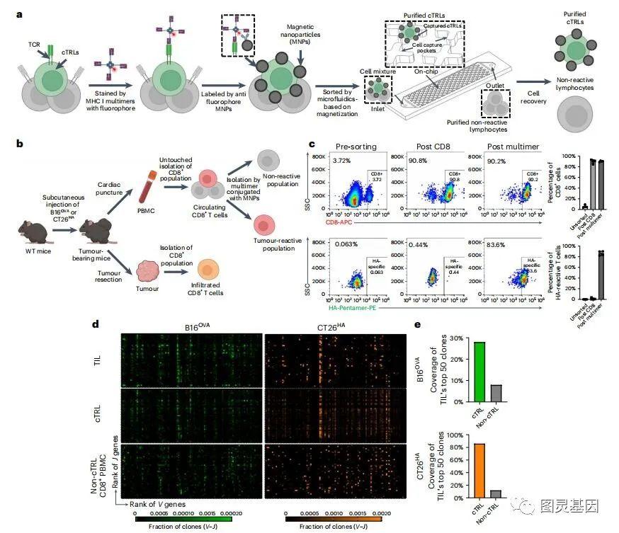Nat Bio Eng | 微流控免疫磁性细胞分选法 从外周血中分离肿瘤反应性淋巴细胞 - 知乎