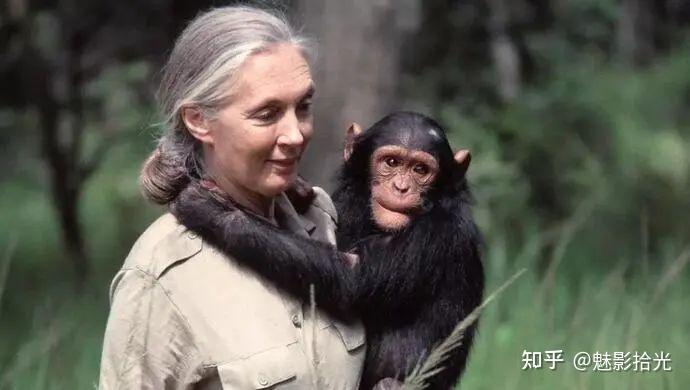 珍·古道尔的传奇一生：深耕原始森林40年，只为猩猩！ - 知乎