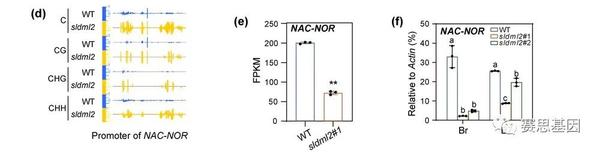 【New Phytol】转录因子NAC-NOR与DNA去甲基化酶SlDML2在番茄果实风味挥发物生物合成中的作用 - 知乎