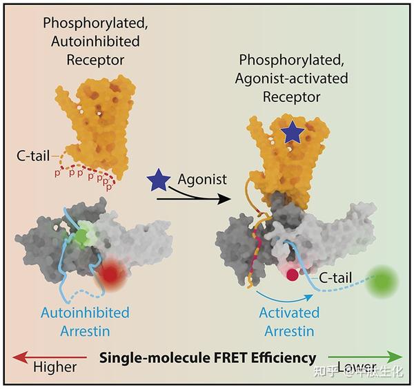 Cell：揭示G蛋白偶联受体介导的β-arrestin激活机制 - 知乎