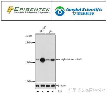 说明书丨Epigentek艾美捷组蛋白 H3K9ac多克隆抗体 - 知乎