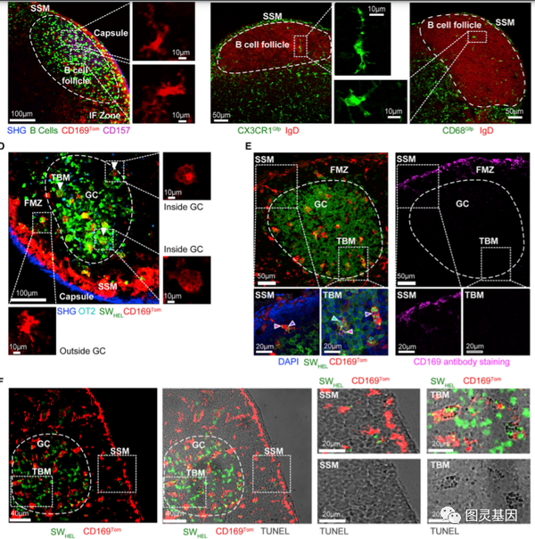 Cell | 双光子显微镜揭示巨噬细胞在自身免疫中的作用 - 知乎