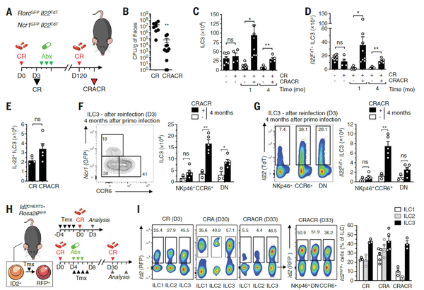 Science丨先天免疫细胞 ILC3 通过免疫训练加强肠道防御 - 知乎