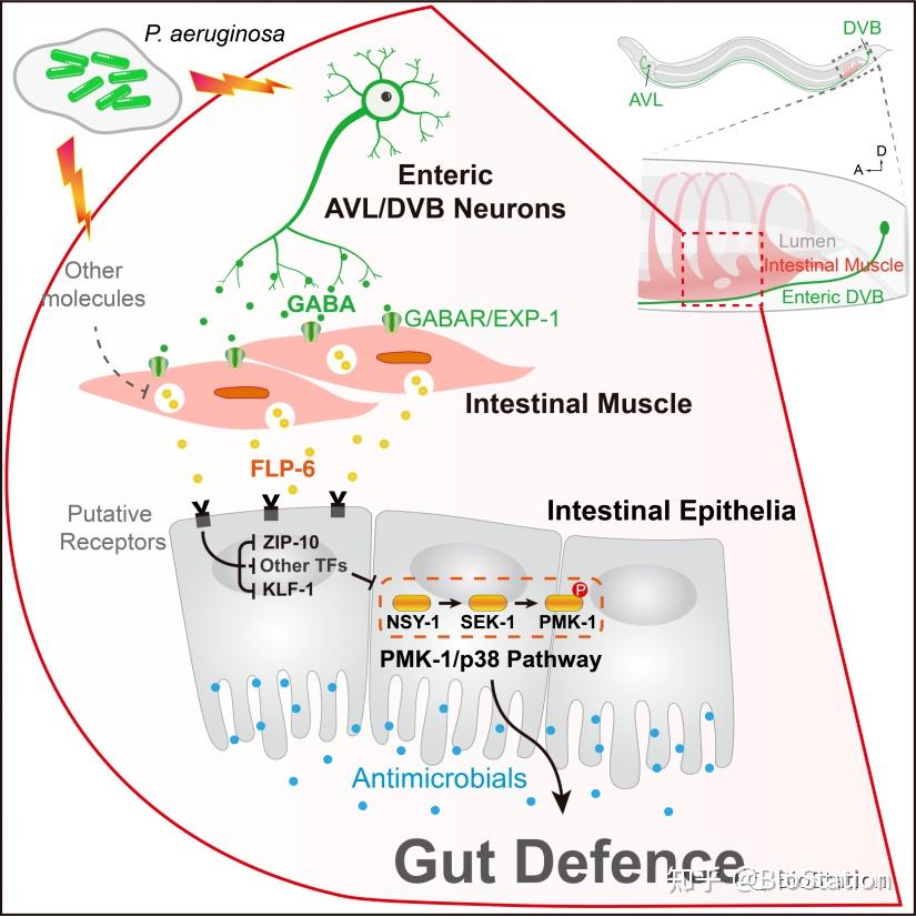 Immunity | 揭秘肠道免疫：神经信号的新功能与防治新方向 - 知乎