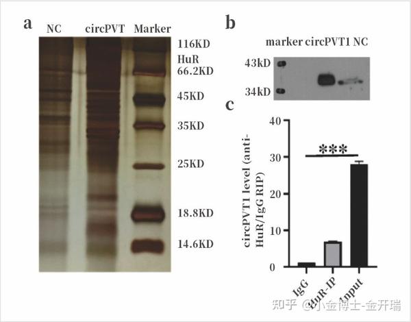 RNA-蛋白互作|一文读懂RIP、RNA pull-down和MeRIP - 知乎