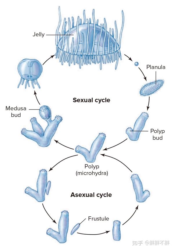 生物学笔记 · 刺胞动物门&栉水母动物门 - 知乎