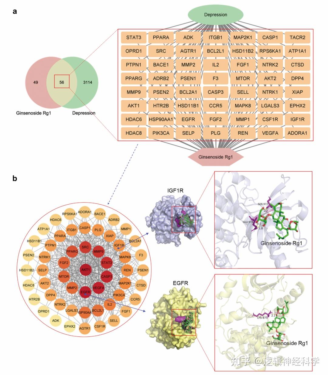 APS 综述︱安徽中医药大学朱国旗团队综述人参皂苷Rg1在神经系统疾病中新进展 - 知乎