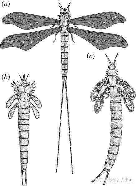 【动物界全系列】昆虫纲—有翅亚纲