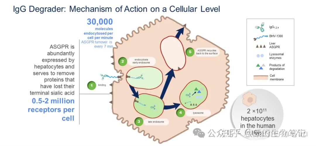 Biohaven MoDE™ 平台技术和代表产品梳理 - 知乎