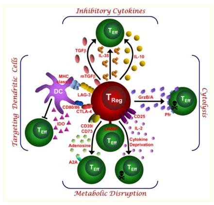 免疫系统的刹车——Treg细胞 - 知乎
