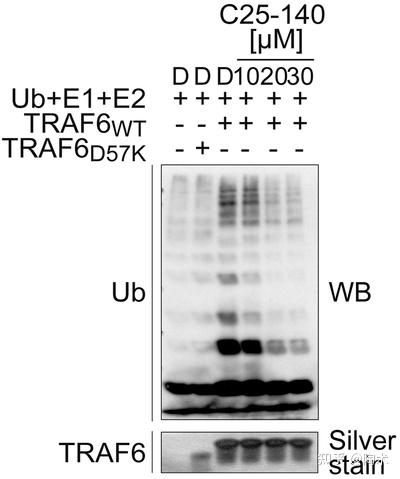 如何选择合适的RING E3连接酶小分子抑制剂？ - 知乎