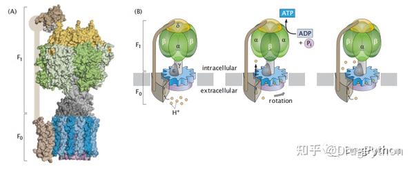 《Protein Actions Principles and Modeling》-《蛋白质作用原理和建模》中文分享（5） - 知乎