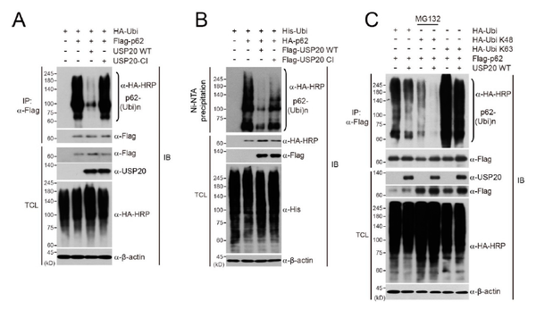 去泛素化酶USP20通过稳定p62调节TNFα诱导的NF-κB信号通路 - 知乎