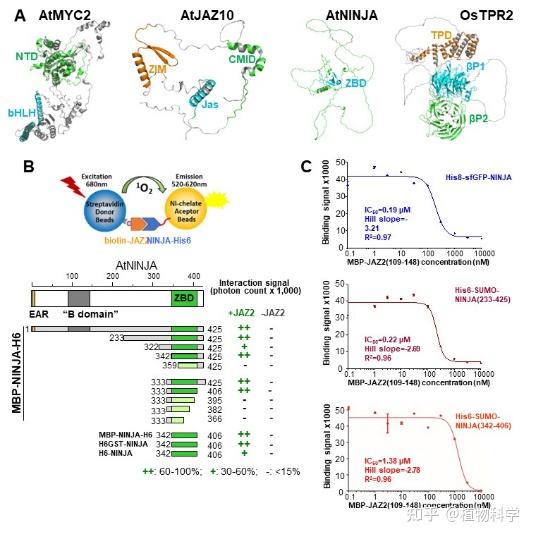 Plant Com | 美国Van Andel研究所联合多家单位解析JA途径中JAZ-JAZ和JAZ-NINJA的复合物特征 - 知乎