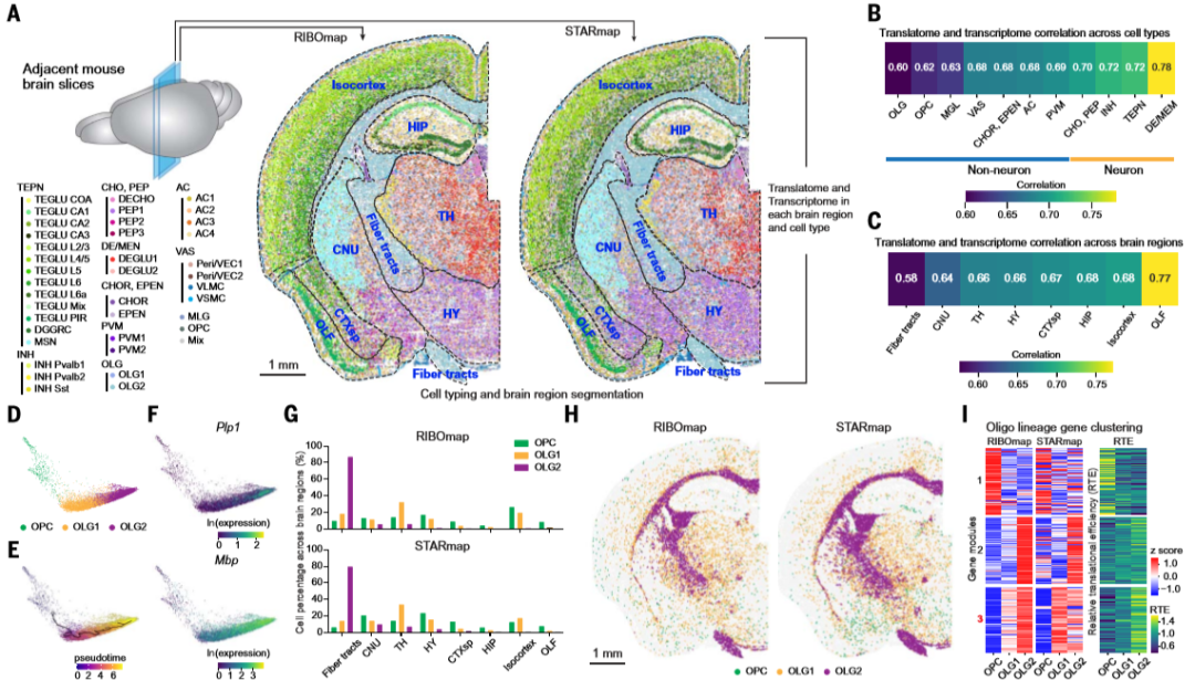 Science | 空间翻译组学测序技术RIBOmap，以单细胞和分子分辨率揭示脑组织翻译调控机制 - 知乎