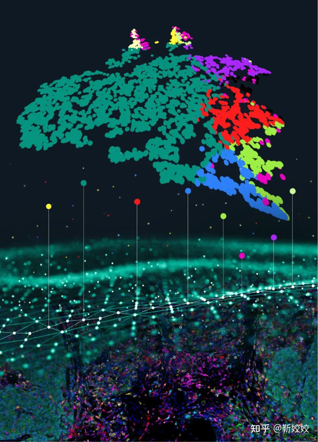 Visiopharm AI驱动多重免疫荧光表型分析：在空间环境中捕捉细胞多样性 - 知乎