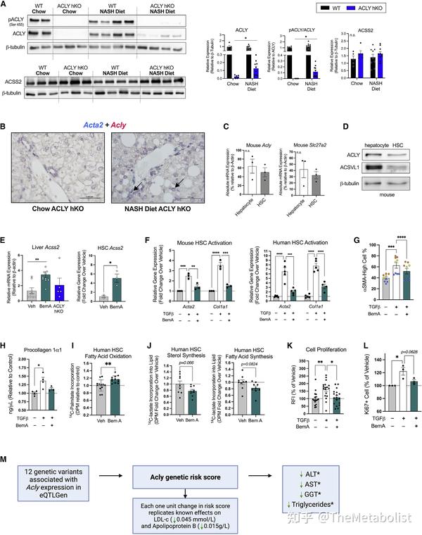 代谢学人--Cell Metabolism：NASH刺客 -- ATP柠檬酸裂解酶 - 知乎