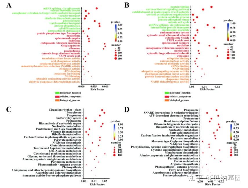 TAIL Iso-seq项目文章：杂交水稻幼穗发育中可变多聚腺苷酸化的遗传与代谢调控 - 知乎