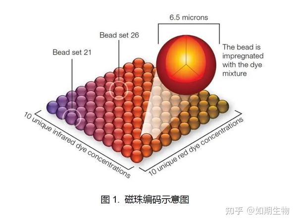 Luminex 液相芯片技术服务 - 知乎