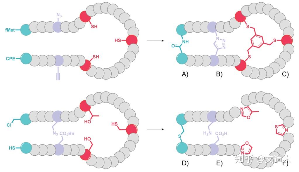 PeptiDream-mRNA展示（2） - 知乎