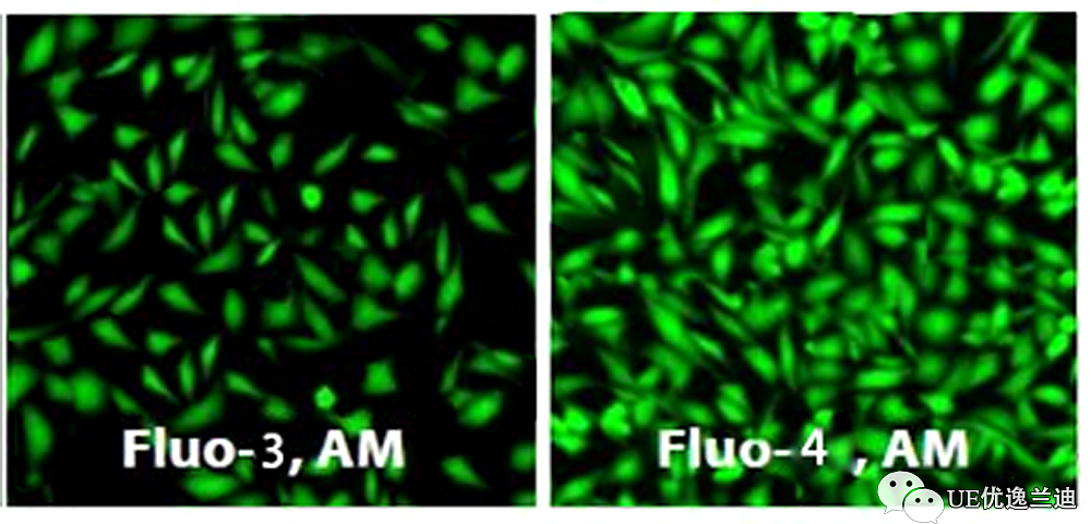 AM酯形式荧光染料探针 - 知乎