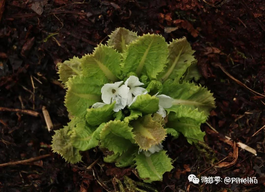 嘎隆拉--“上帝的后花园”//从波密到墨脱 - 知乎
