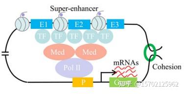 干货分享 | 基因调控新思路之超级增强子 - 知乎