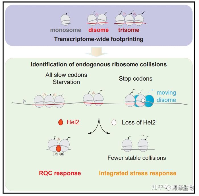 Monosome！Disome！Trisome！Polysome！ - 知乎