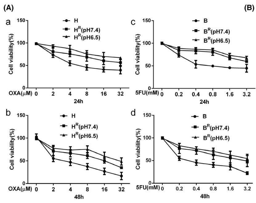 文献精读[酸敏感离子通道与肝癌]:EMT表型 - 知乎