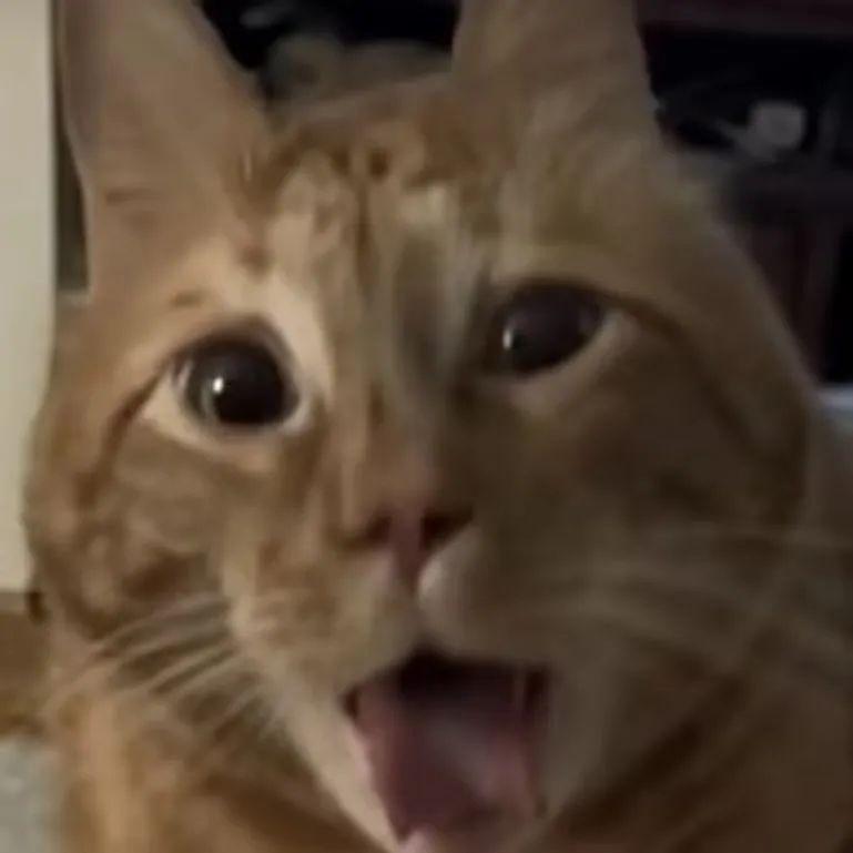 超实用无字发疯表情包，80张无水印自取 - 知乎