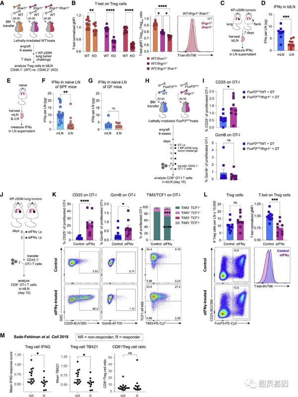 Immunity ｜ IFN-γ的组织特异性丰度驱动T细胞对肺癌的应答功能失调 - 知乎