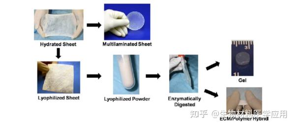 必看！最全SIS-dECM分享——搞懂脱细胞技术基础篇 - 知乎