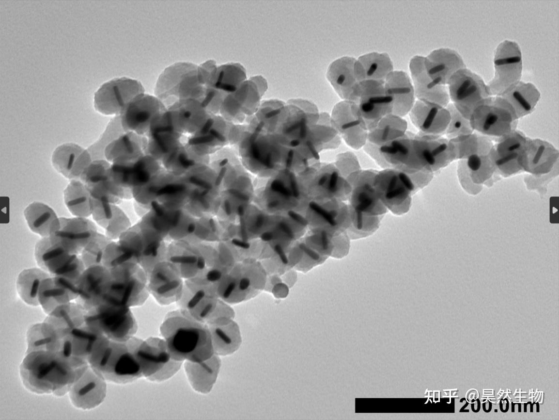 金纳米棒100nm，TEM图谱，MSNs-Au NPs介孔二氧化硅包裹金纳米棒 - 知乎