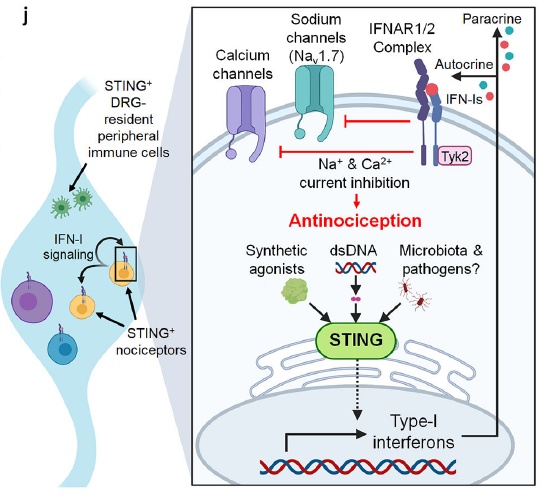 半年内连续发表Nature主刊和子刊：纪如荣团队发现STING在疼痛调控中大有可为！ - 知乎