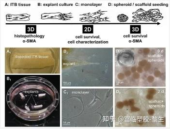 PGA Biofelt植入级无纺布ITB 成纤维细胞的迁移潜力可用于支架接种 - 知乎