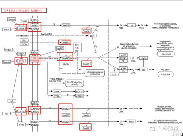 1条就是1篇SCI！带你研究12条信号通路，NF-κB、MAPK、AKT、PI3K…… - 知乎