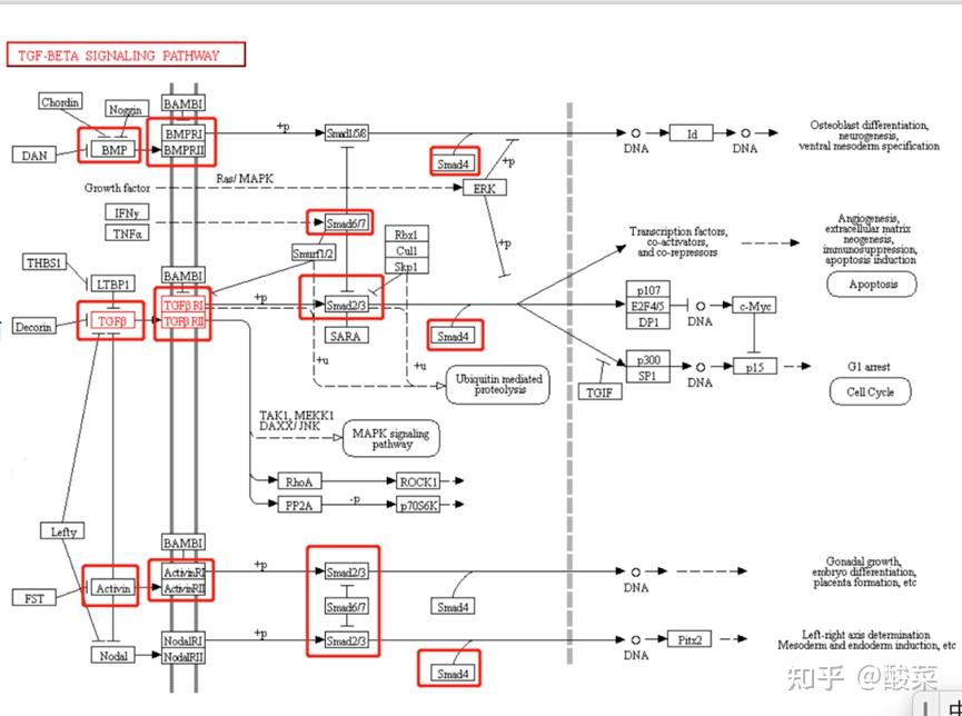 1条就是1篇SCI！带你研究12条信号通路，NF-κB、MAPK、AKT、PI3K…… - 知乎