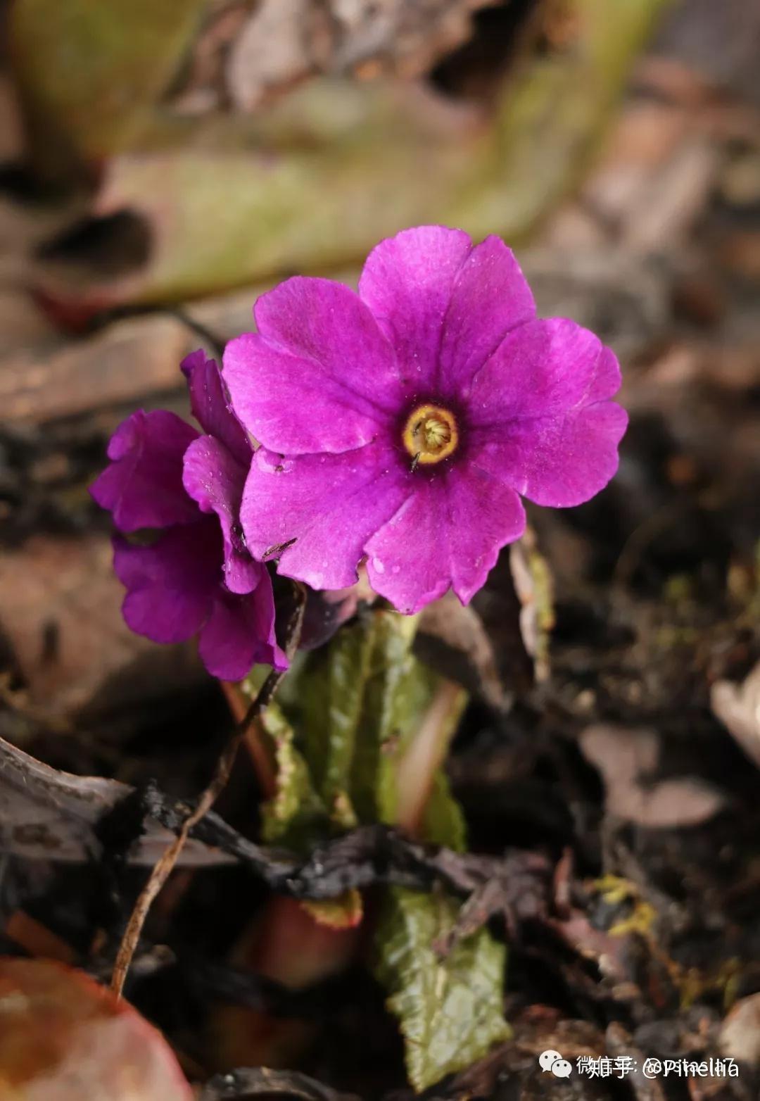 嘎隆拉--“上帝的后花园”//从波密到墨脱 - 知乎