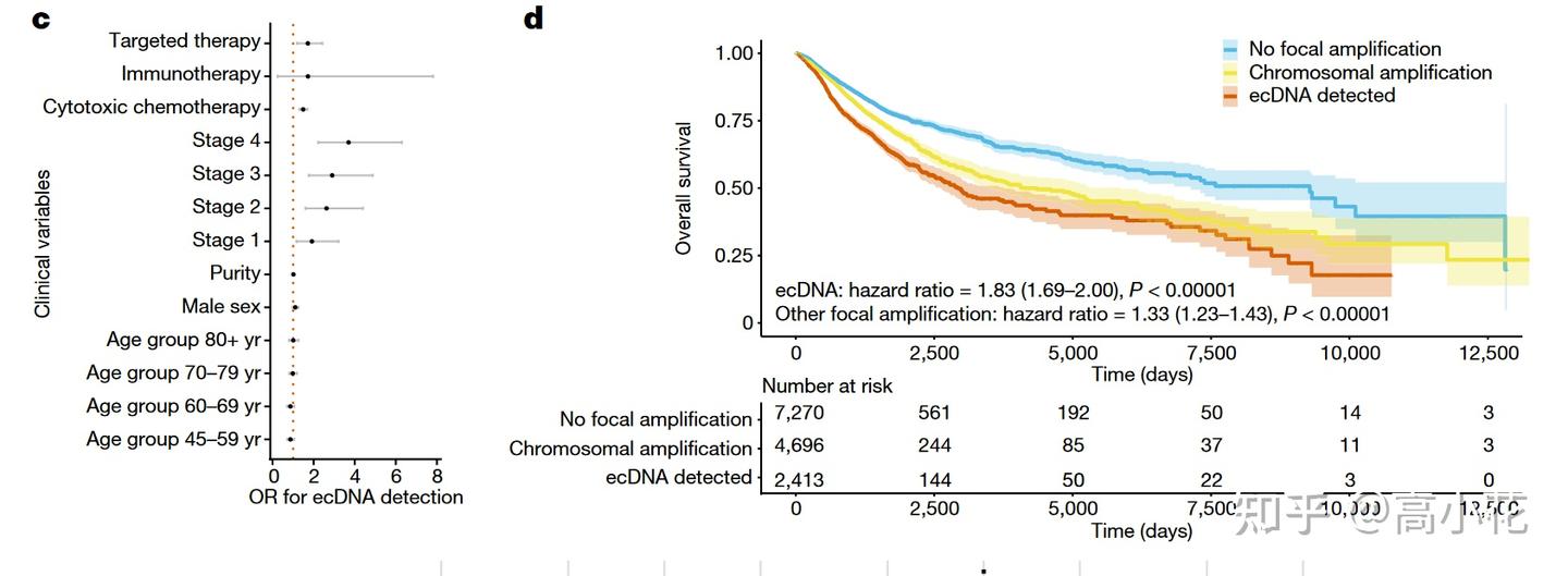 最新Nature揭示ecDNA的起源和影响 - 知乎