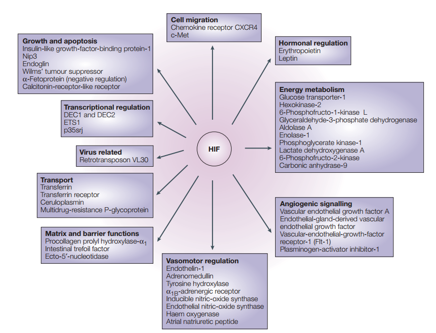 2019诺贝尔生理学或医学奖之HIF-1的发现之旅 - 知乎