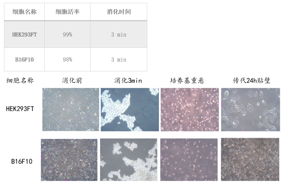 细胞消化新利器：TrypLUS消化液