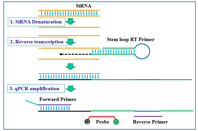 生物分析 | qPCR技术在寡核苷酸药物生物分析中的应用及典型案例分享 - 知乎
