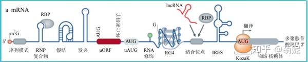 mRNA结构 - 知乎