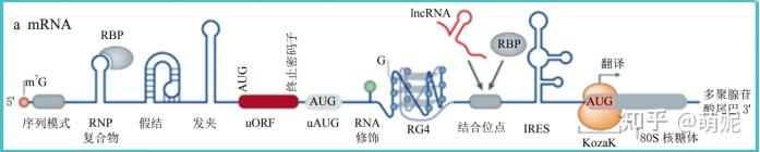 mRNA结构 - 知乎