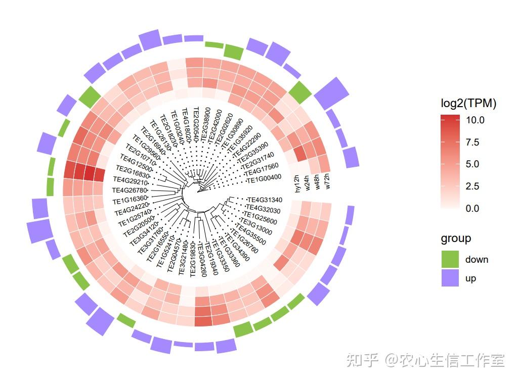 用ggtree、ggtreeExtra给环形进化树外圈添加热图、柱状图和文字注释 - 知乎